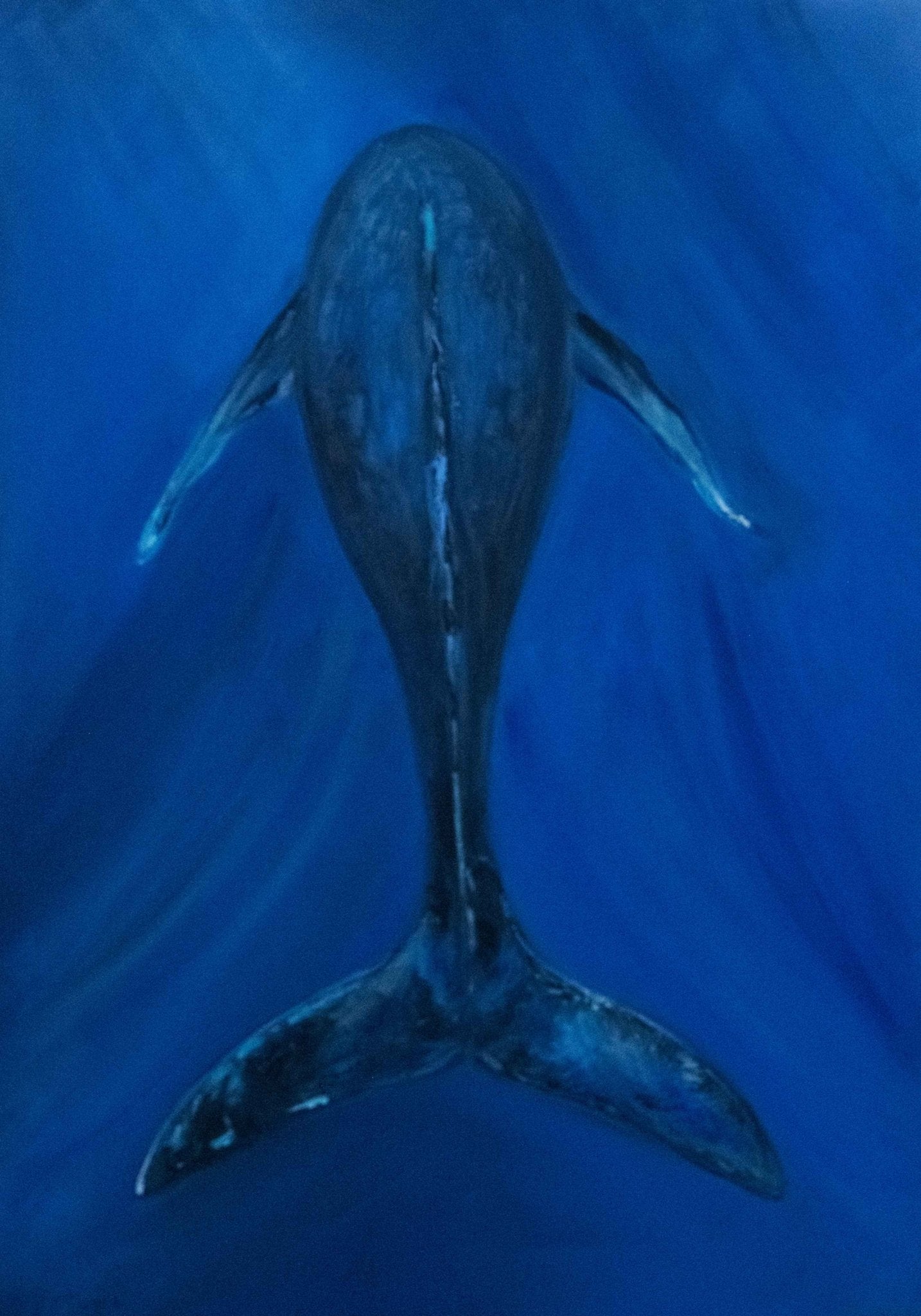 Blue Whale | Oil Painting | Artezaar.com Online Art Gallery Dubai