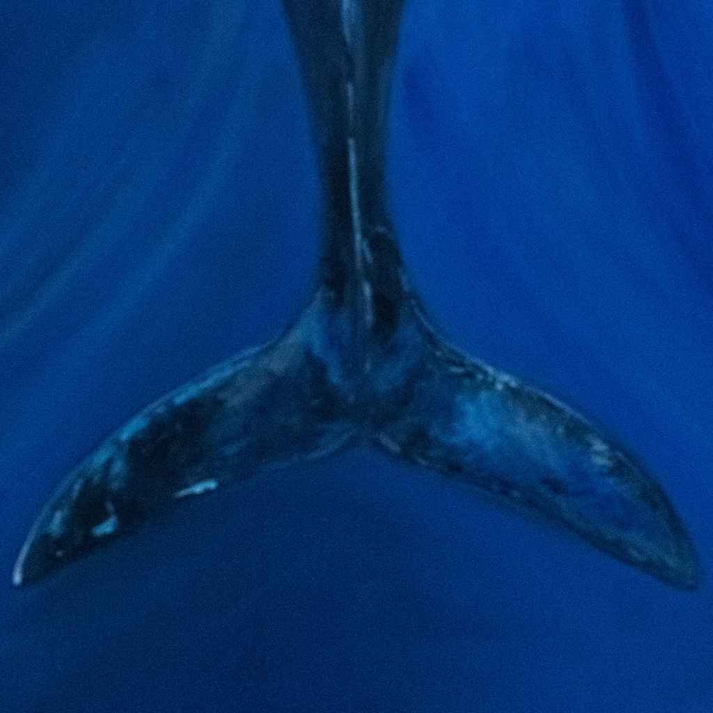 Blue Whale Oil Painting | Artezaar.com Online Art Gallery Dubai