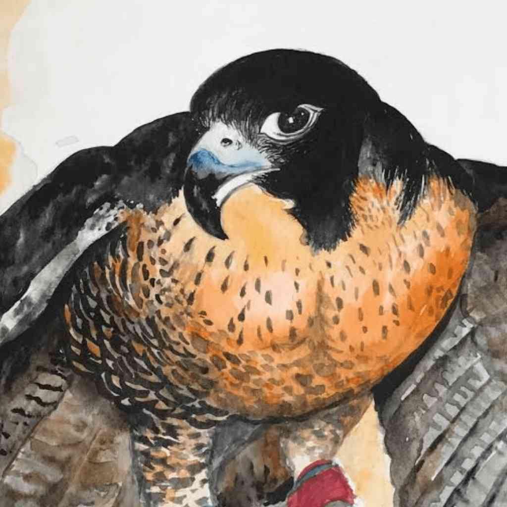 Falcon | Wildlife Watercolor Art | Artezaar Art Gallery – Artezaar.com ...